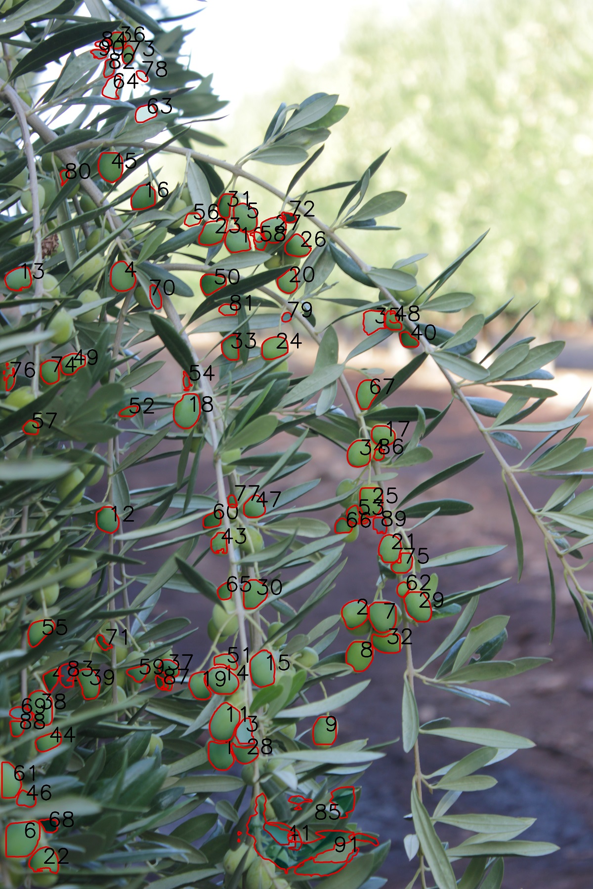 Olives Detection From Olive Trees Dnj Indiego